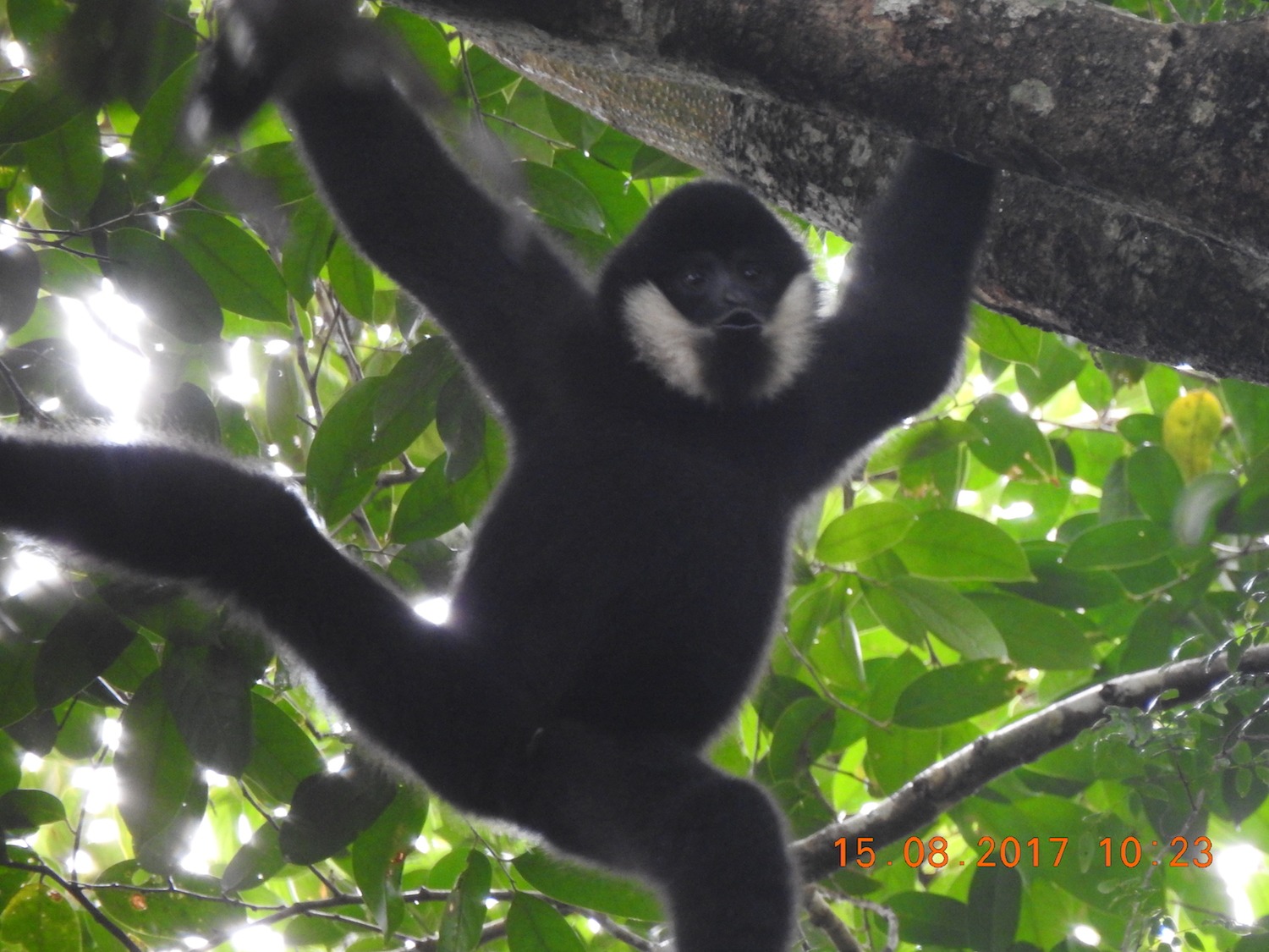 Biodiversity research and monitoring for conservation - Association Anoulak