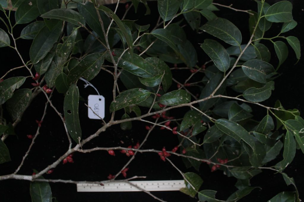 Botanical survey in Nakai-Nam Theun - Association Anoulak