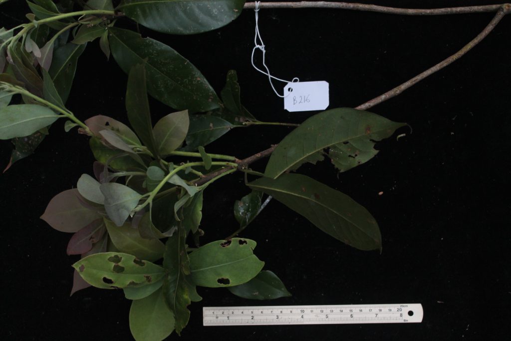 Botanical survey in Nakai-Nam Theun - Association Anoulak