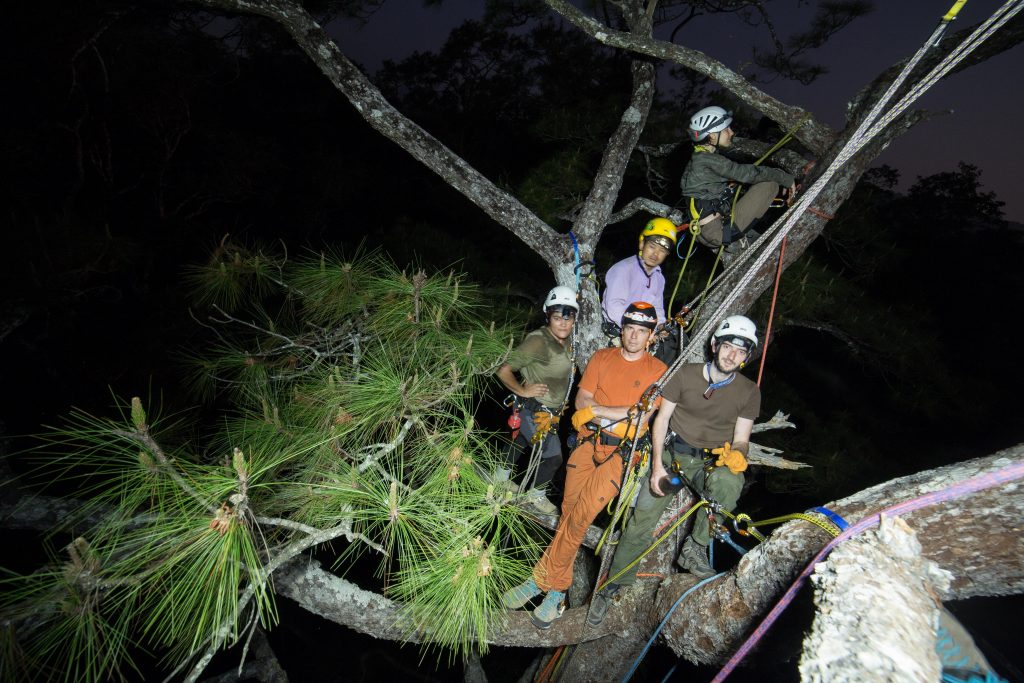 Exploring the canopy: Tree climbing training to better study what’s up ...