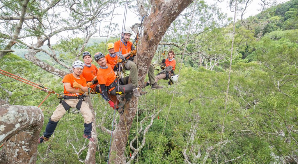 Exploring the canopy: Tree climbing training to better study what’s up ...