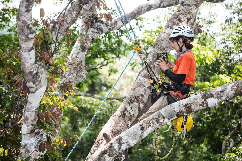 Exploring the canopy: Tree climbing training to better study what’s up ...