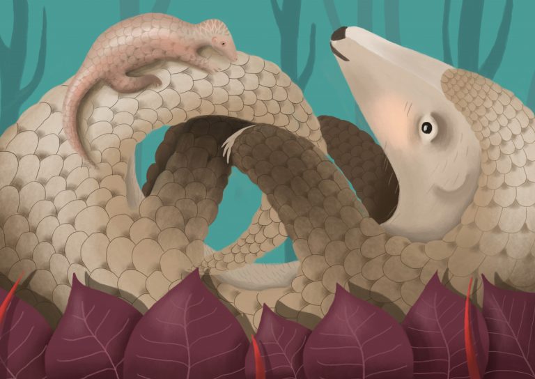 Pangolin - Life of a Scaly Anteater: book launch to celebrate a little ...