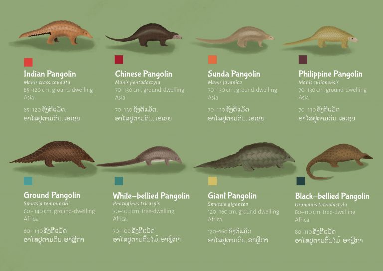 Pangolin - Life of a Scaly Anteater: book launch to celebrate a little known and threatened ...