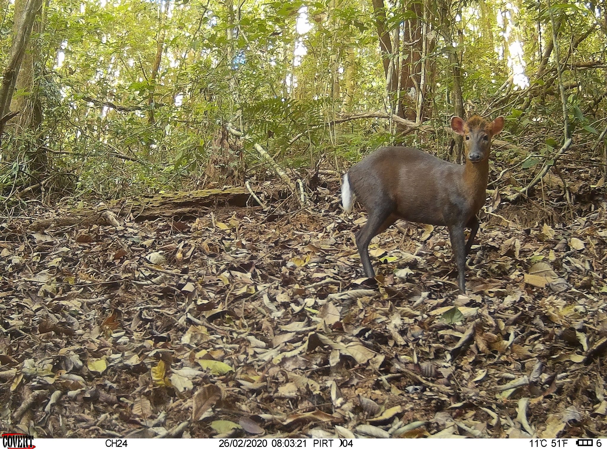 Our new publication: Camera‐trapping reveals new insights in the ...