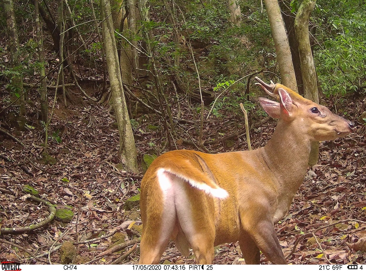 Our new publication: Camera‐trapping reveals new insights in the ...