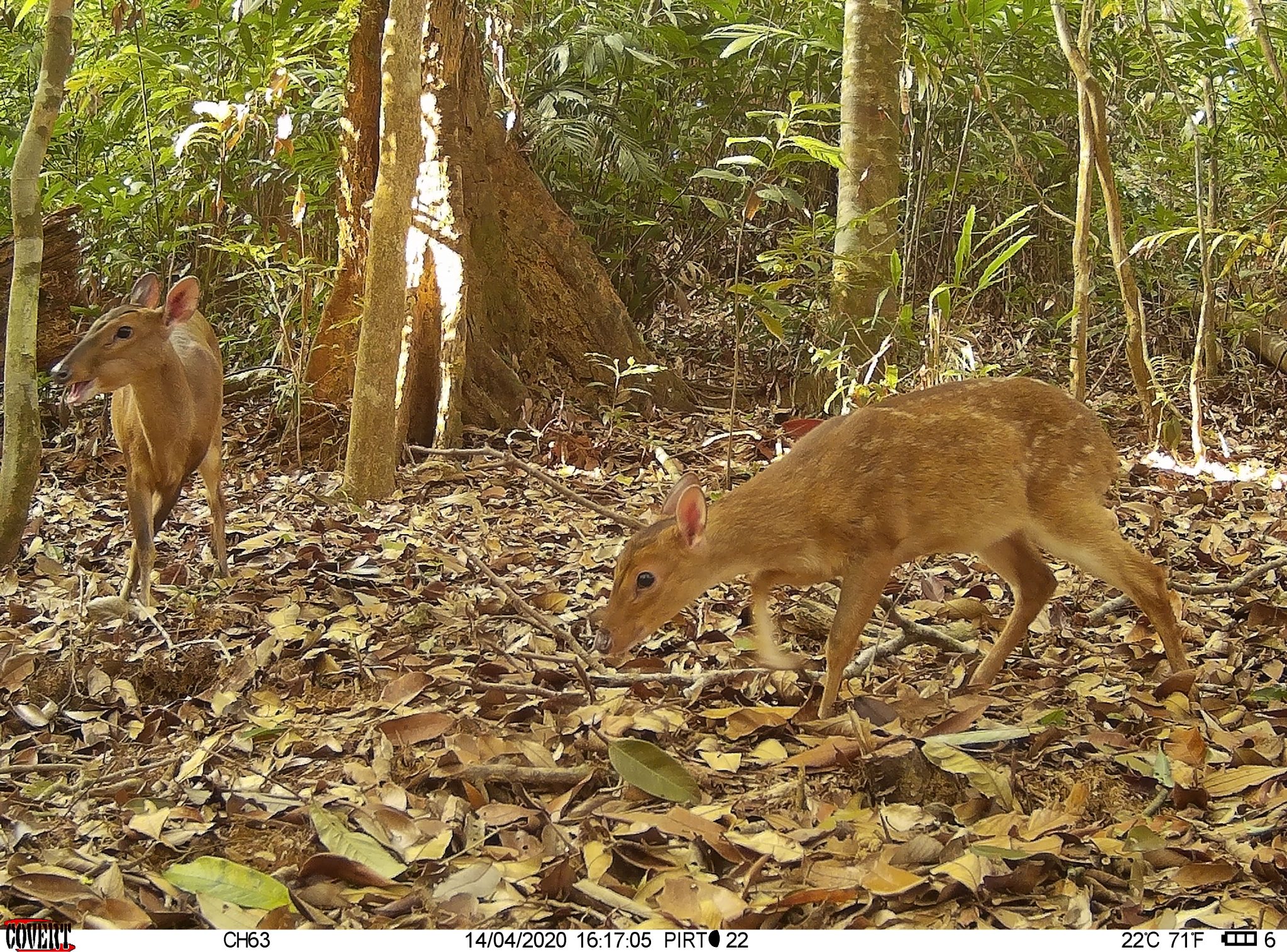 Our new publication: Camera‐trapping reveals new insights in the ...