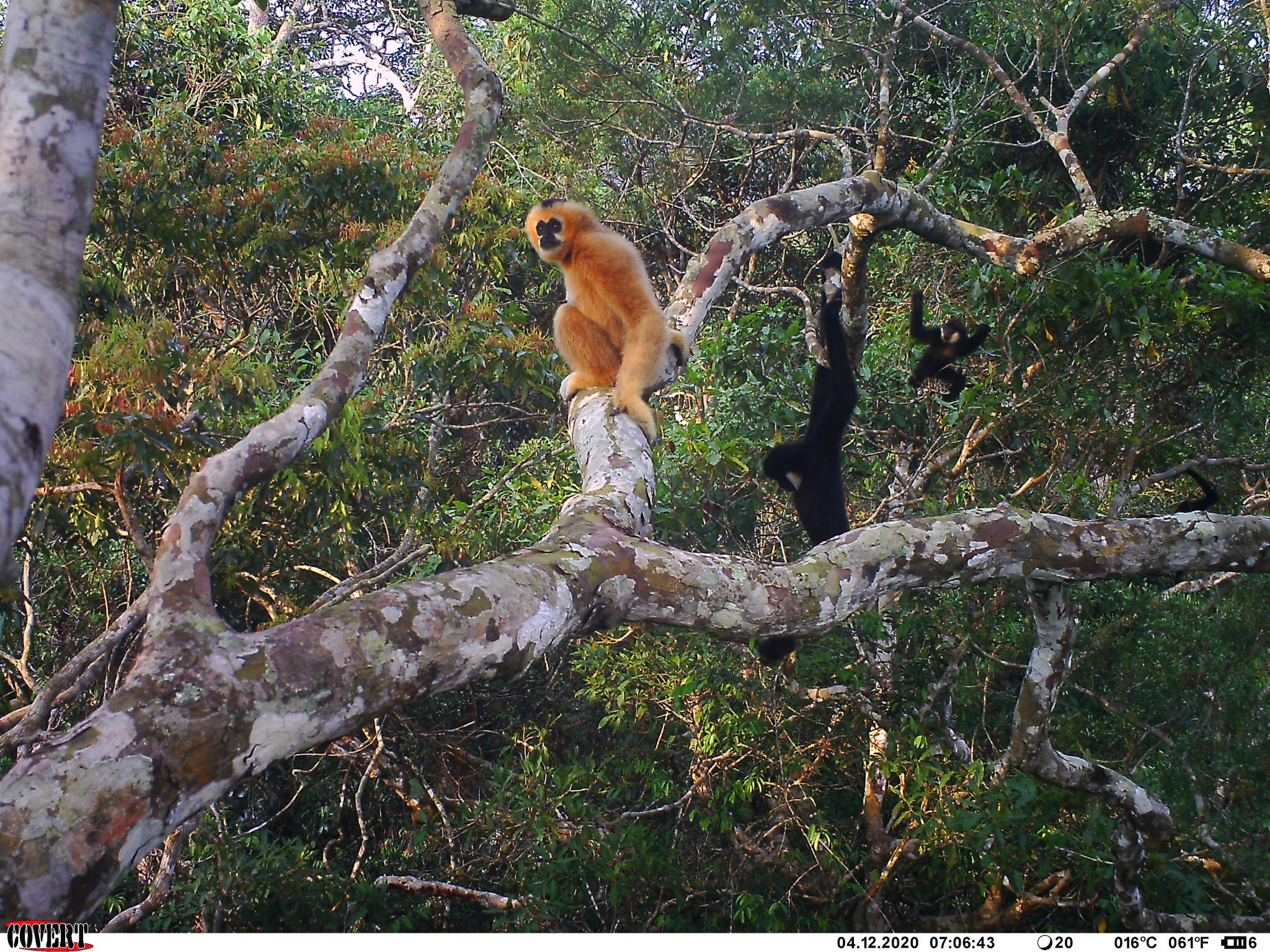 The beautiful and informative gibbon songs: Progress on our gibbon call ...