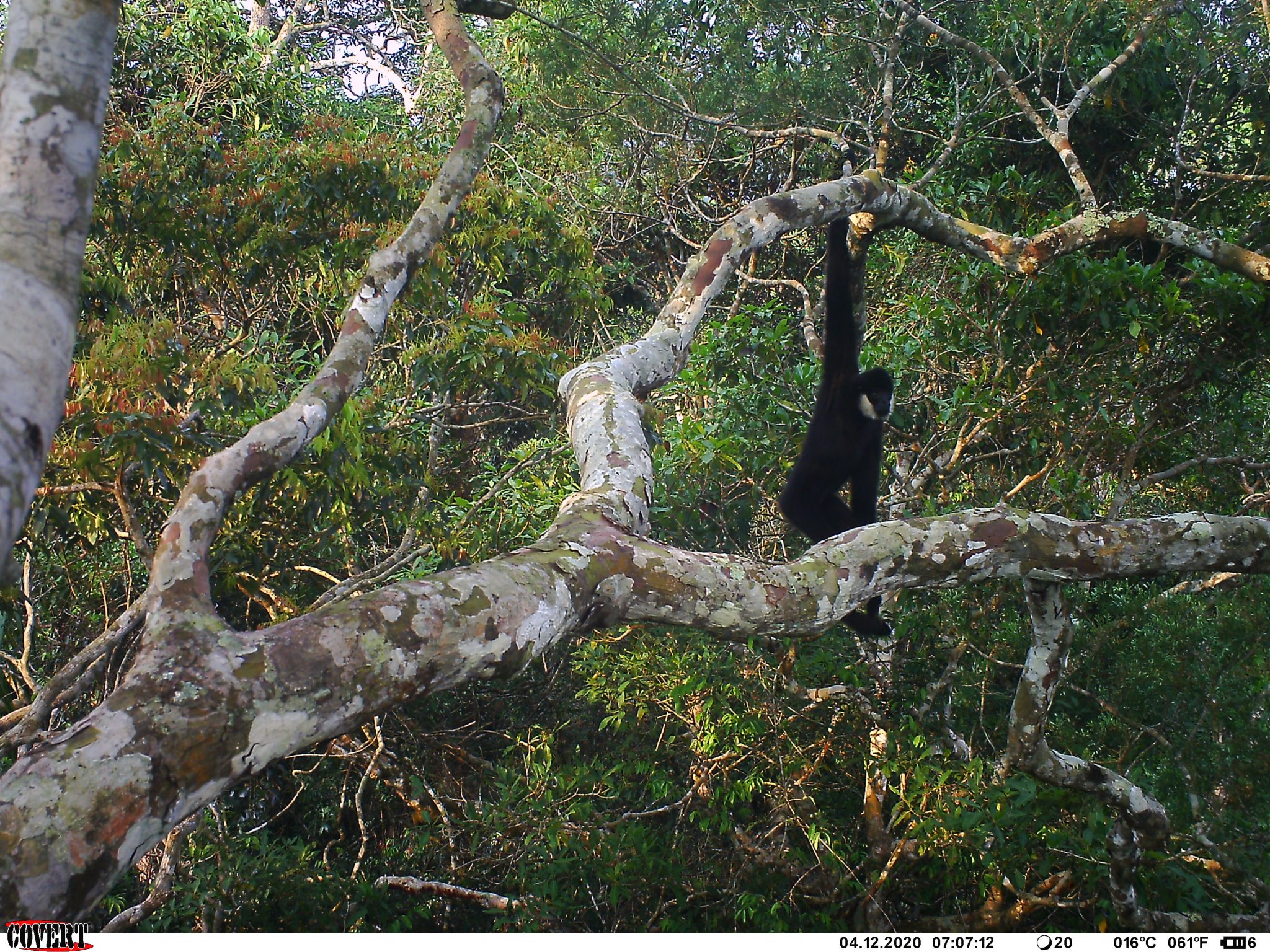 The beautiful and informative gibbon songs: Progress on our gibbon call ...