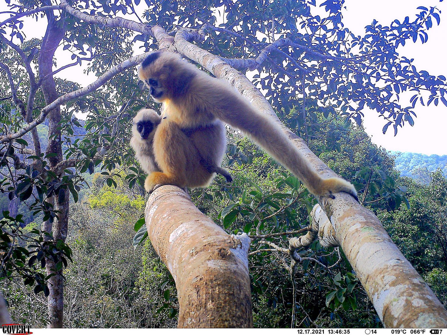 Recording gibbon calls in the field: we set-up automated recorders as ...