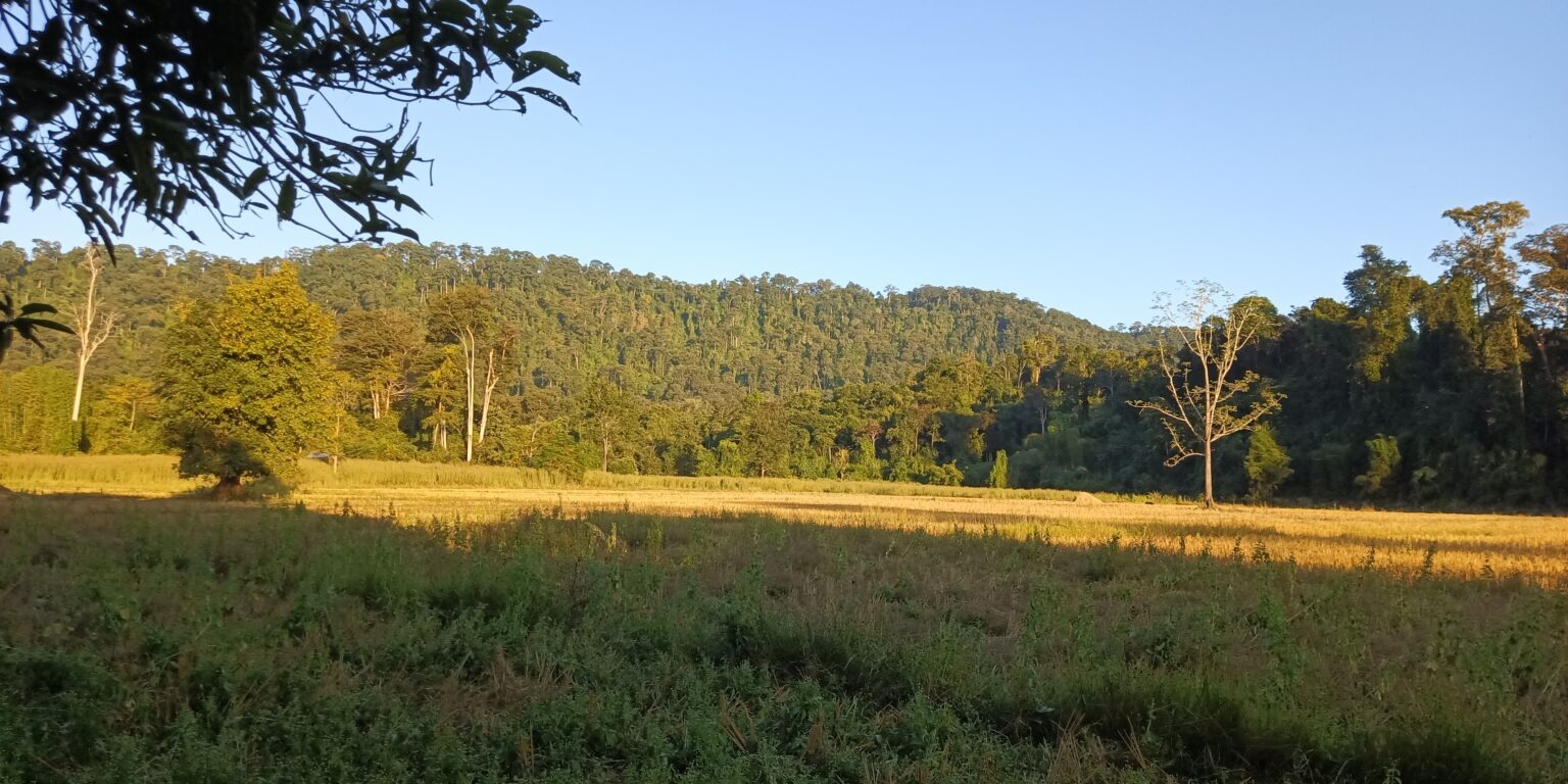 We begin a population survey of the Asian Elephant on the Nakai Plateau ...