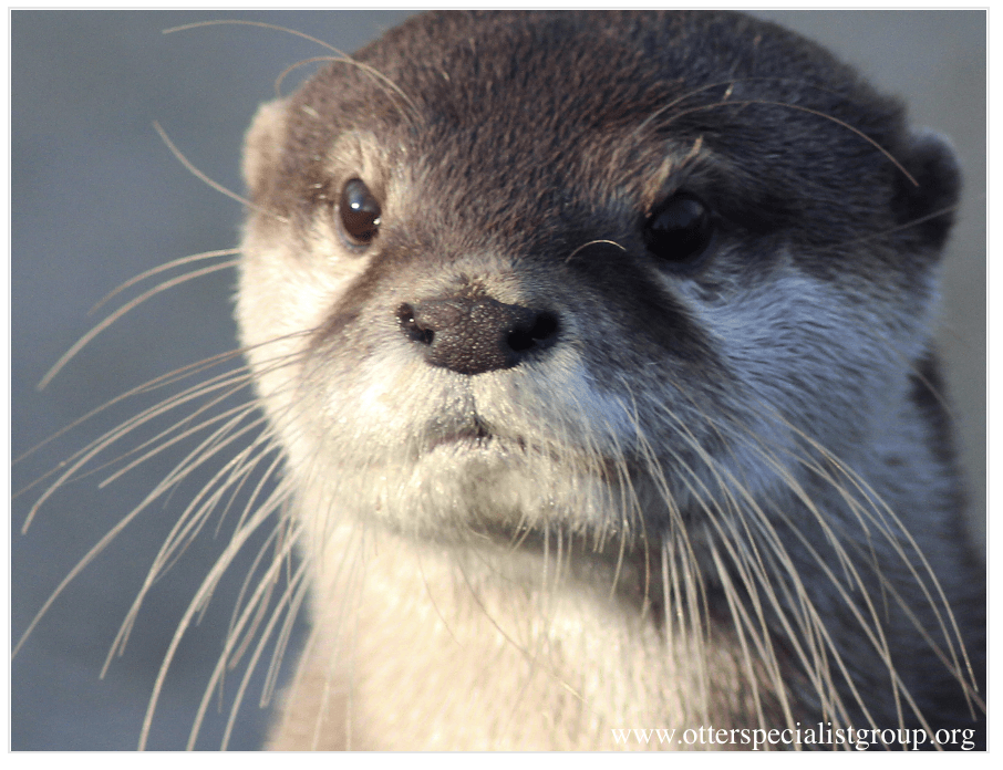 New Publication on our research on otters in Nakai-Nam Theun National ...