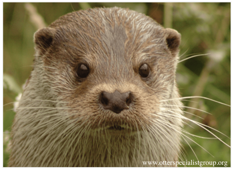 New Publication on our research on otters in Nakai-Nam Theun National ...