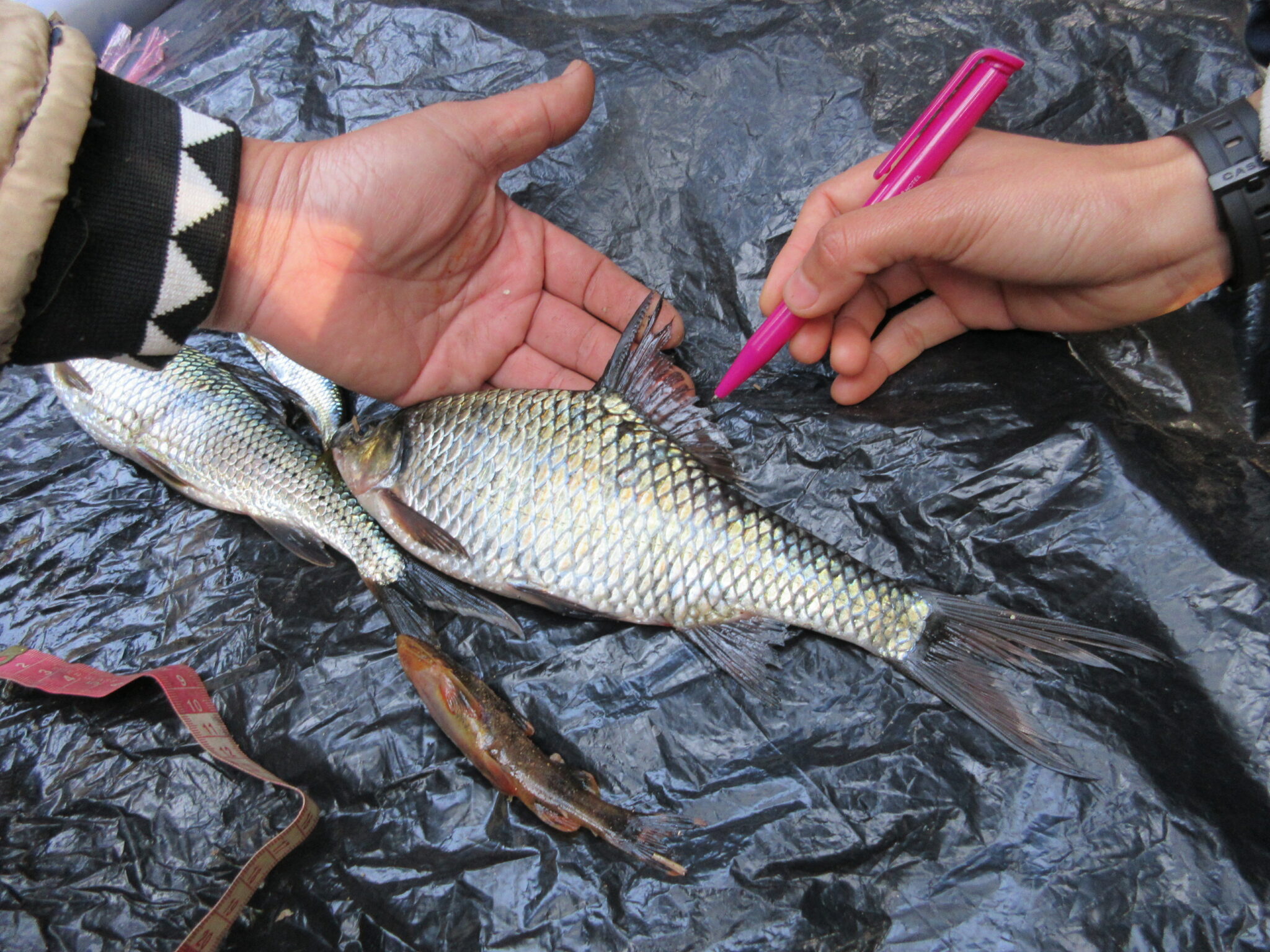 Pilot project completion: Research and Conservation of the Endangered ...