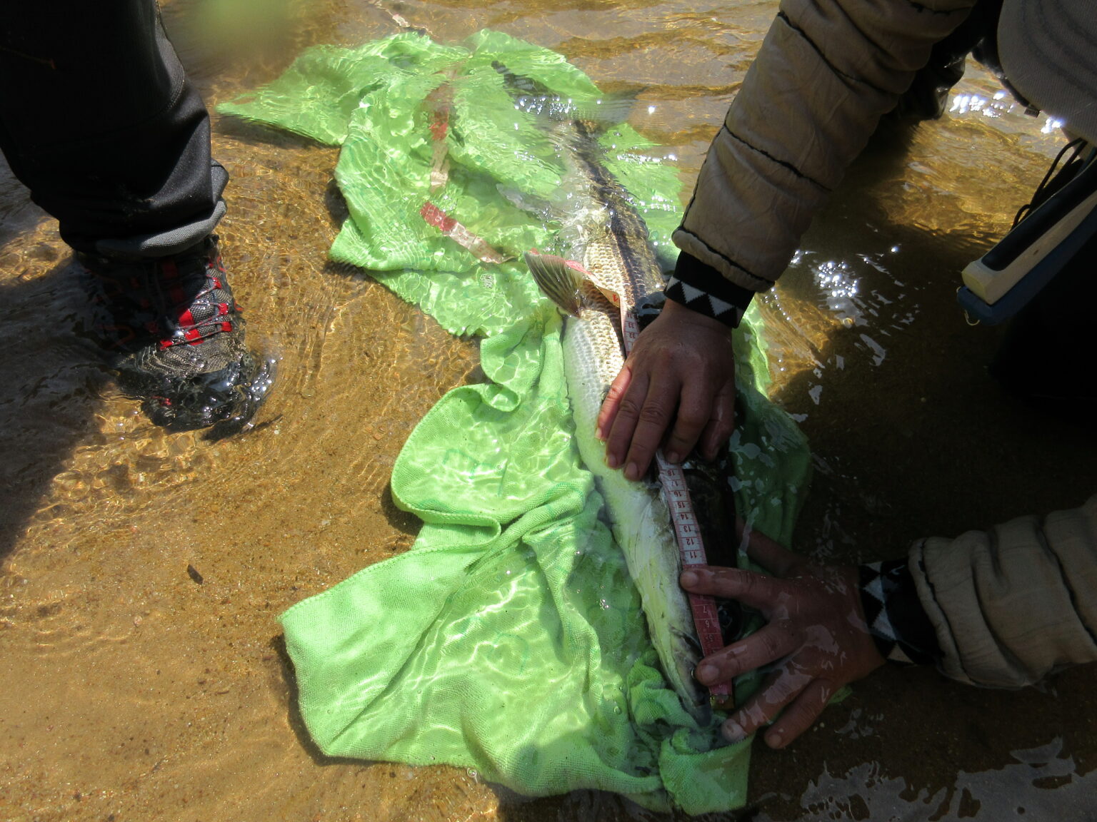 Pilot project completion: Research and Conservation of the Endangered ...